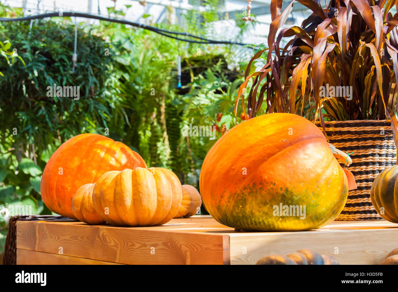 Autumn harvest pumpkin Stock Photo - Alamy