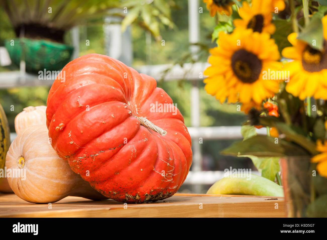 Autumn harvest pumpkin Stock Photo - Alamy