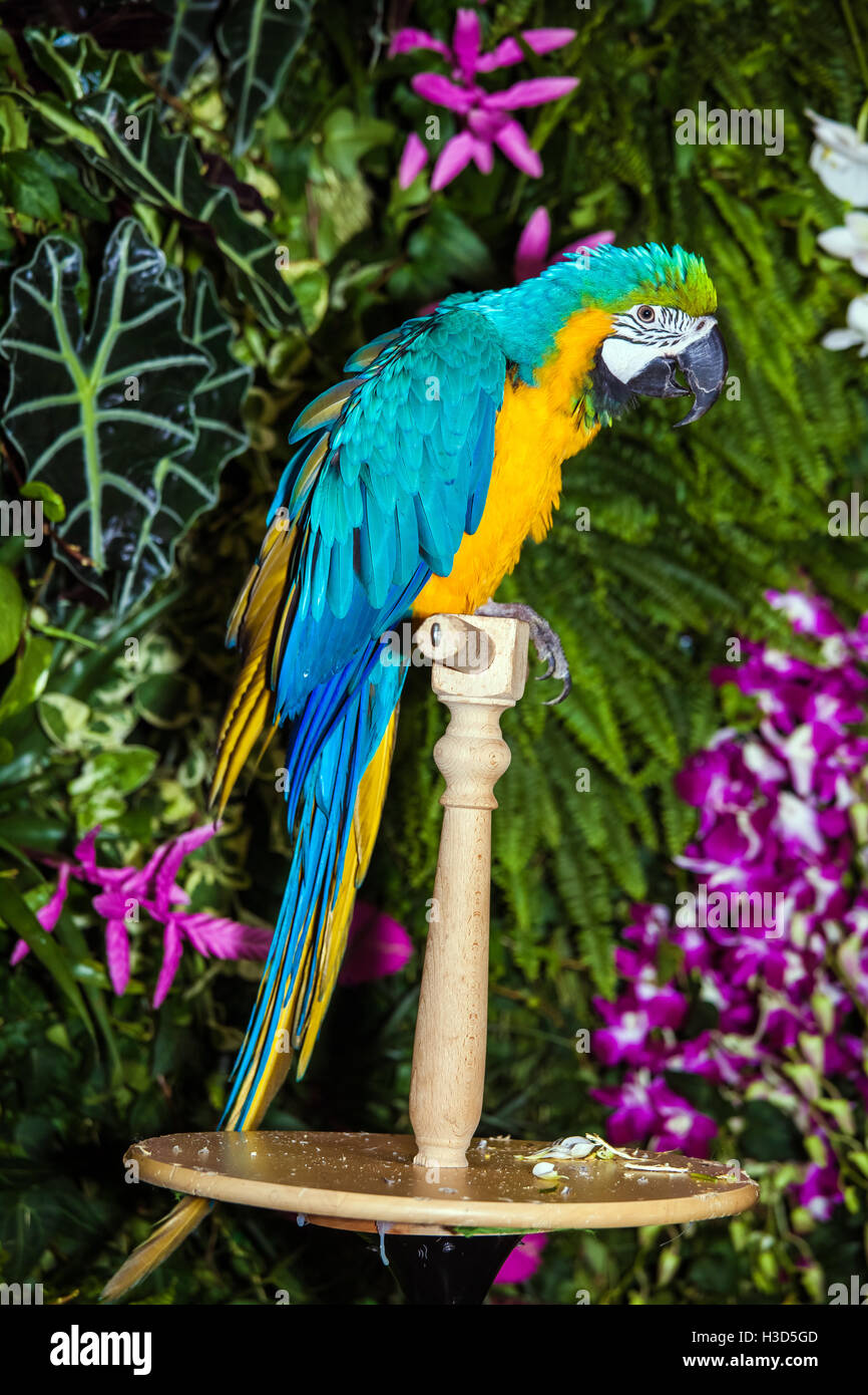 Green exotic parrot Stock Photo - Alamy
