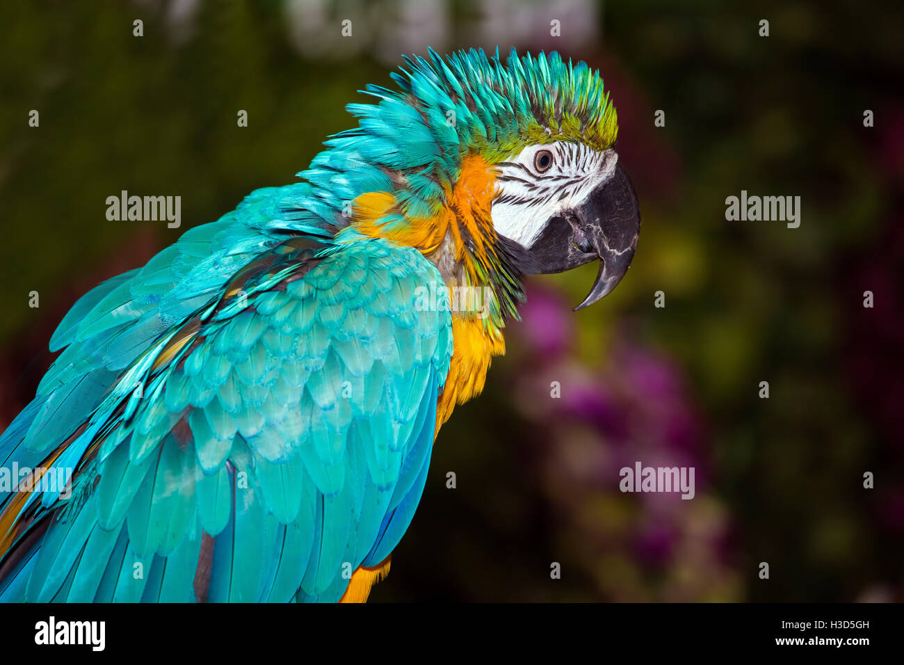 Green exotic parrot Stock Photo - Alamy