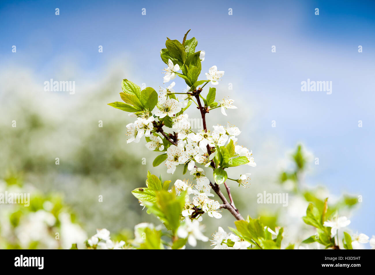 Spring background with blossom trees Stock Photo - Alamy