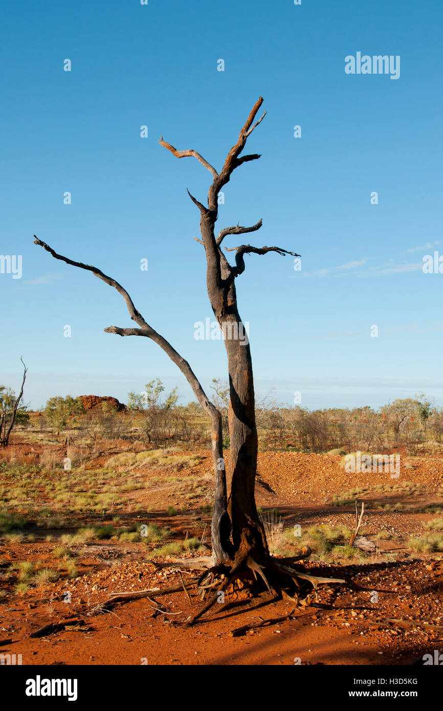 Burnt Tree - Outback Australia Stock Photo - Alamy