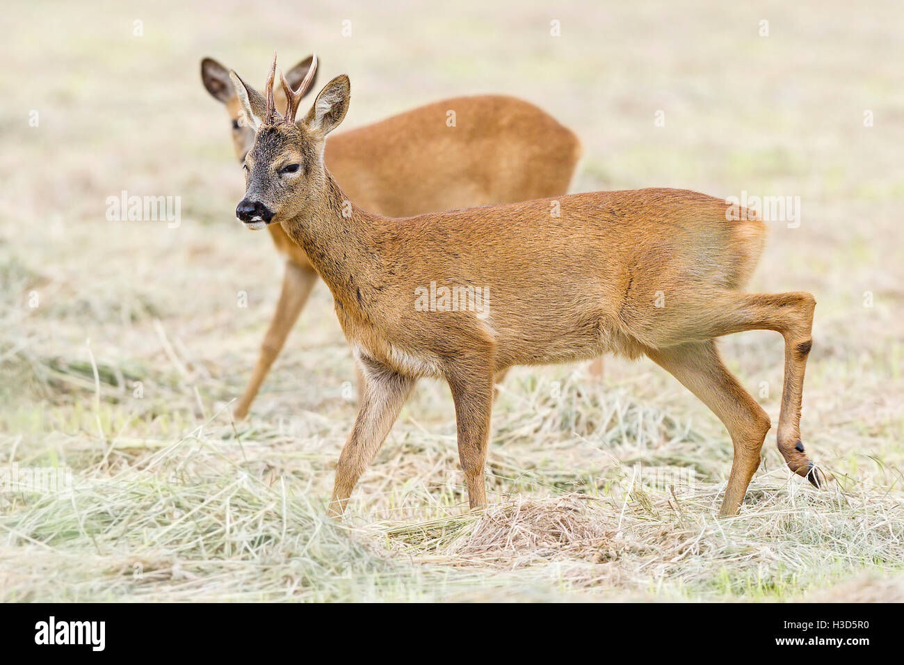 A pair of young Roe deer display playful courtship behaviour during the ...