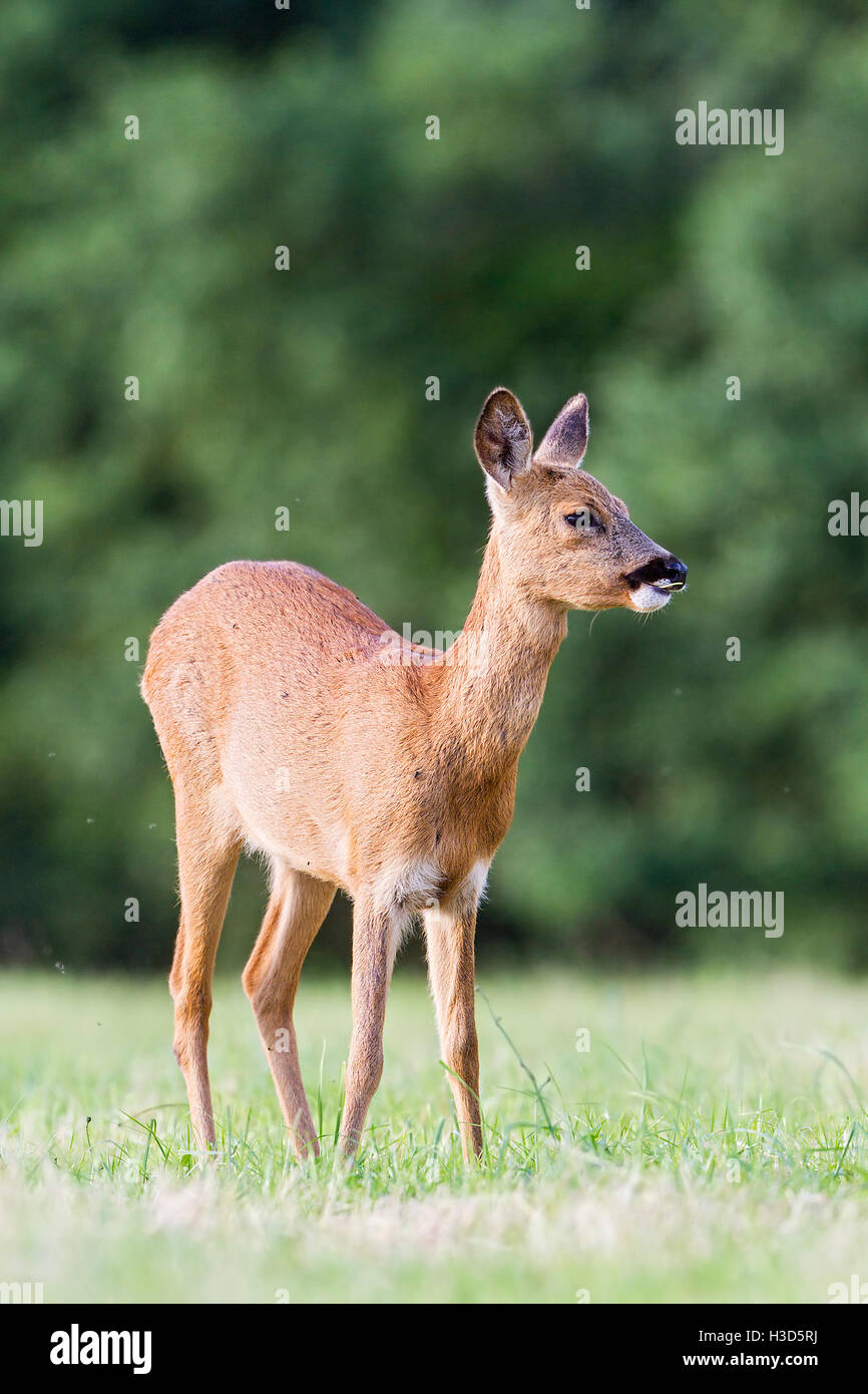 Young Roe doe feeding in a freshly mown summer meadow, Norfolk, England ...