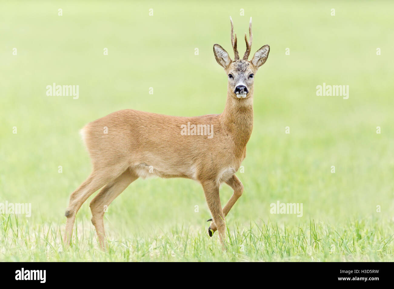 An alert Roe buck standing in a summer meadow, Norfolk, England Stock ...