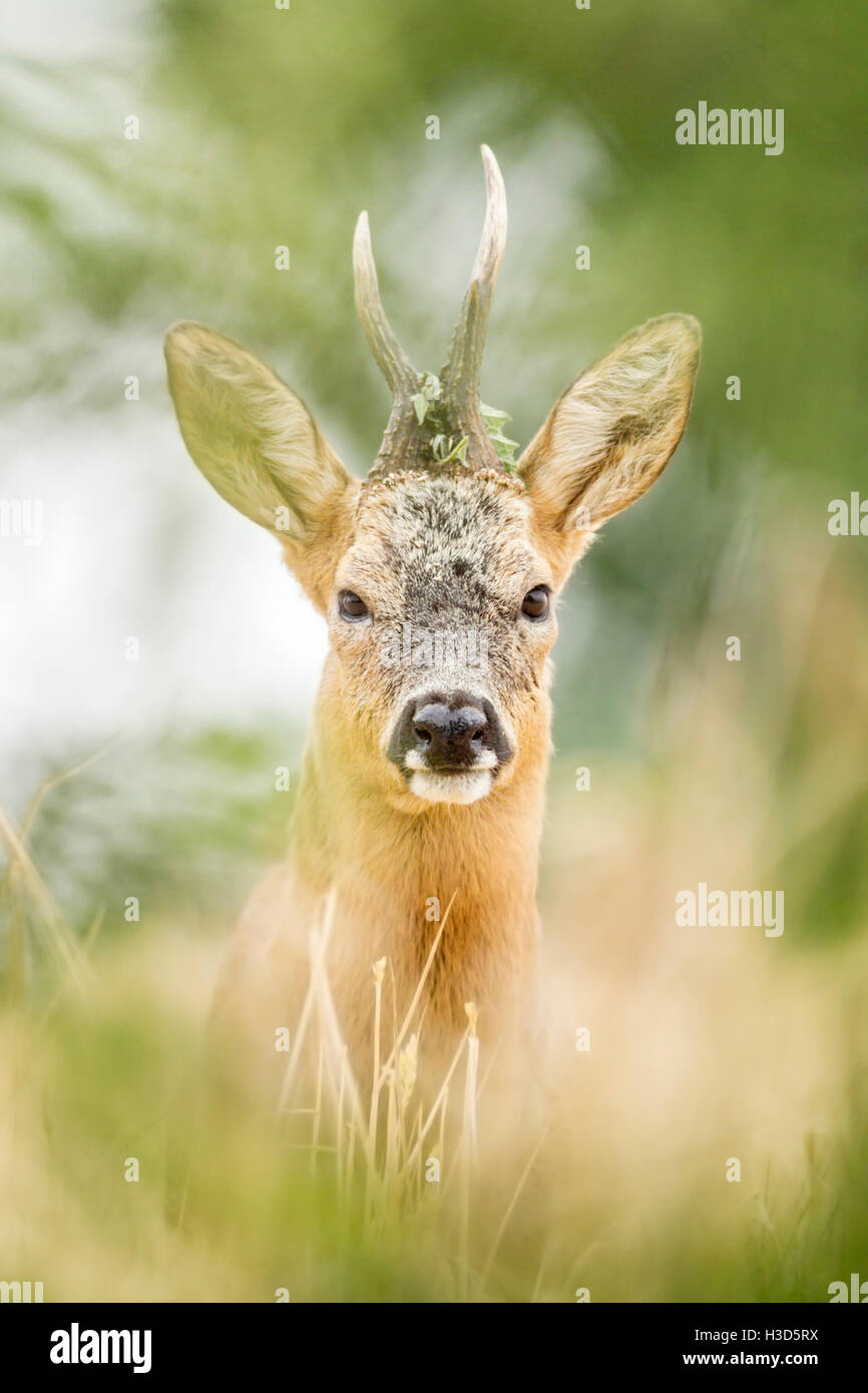A mature Roe buck standing firm in his old territory during the Roe ...