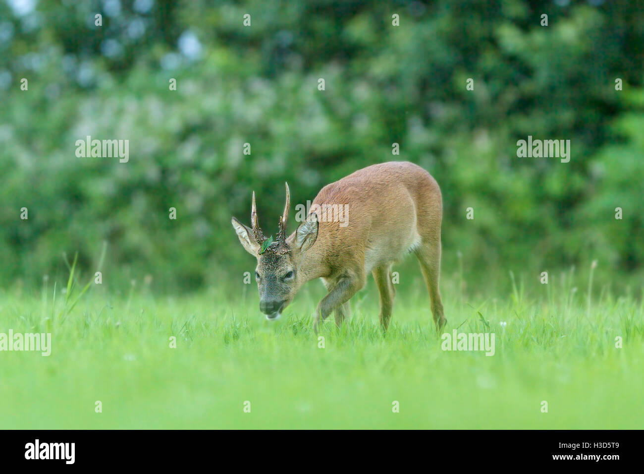 Territorial adult male Roe deer follows the ground scent of an oestrous ...