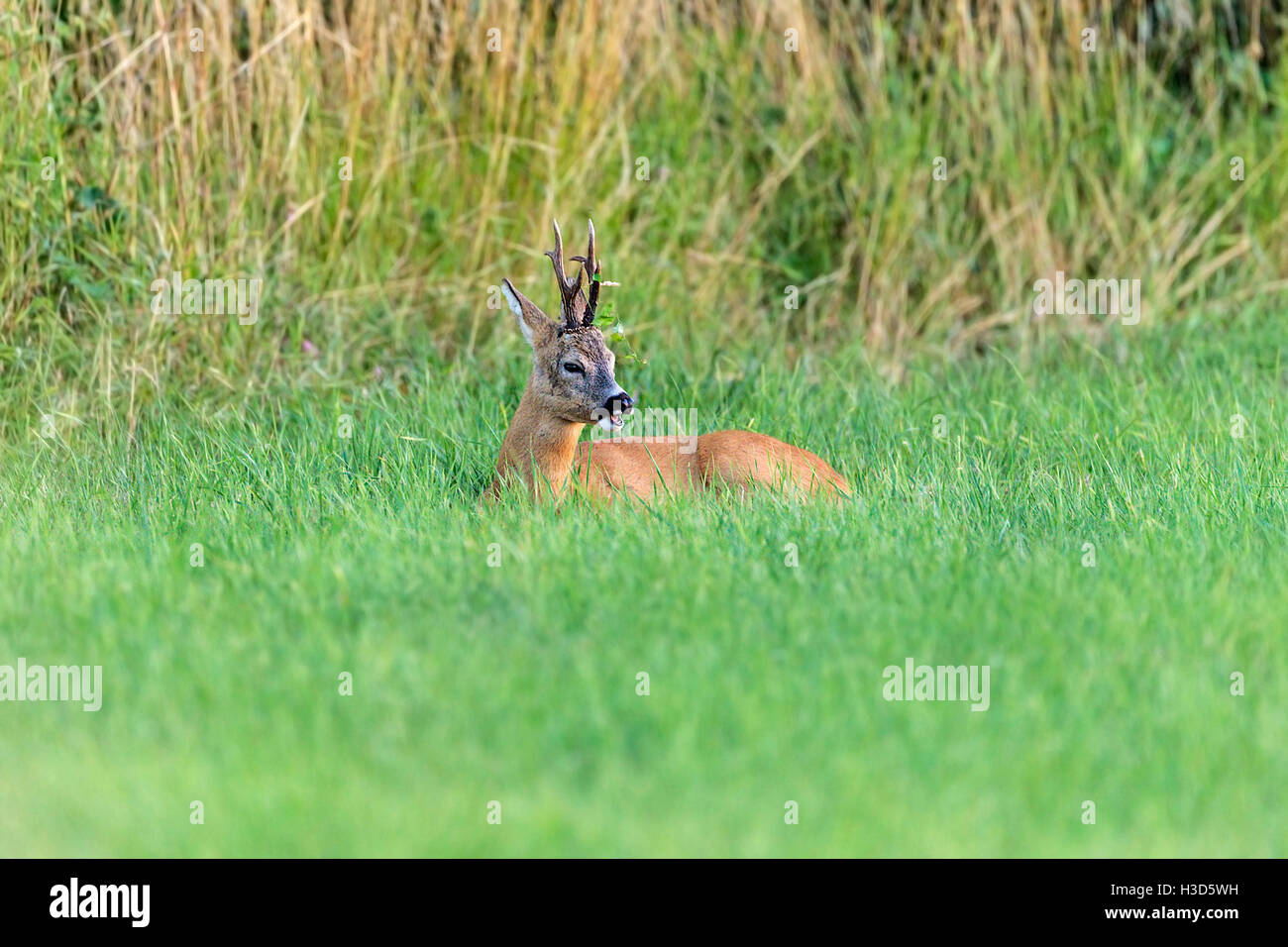 A young territorial male Roe deer resting while ruminating during the ...