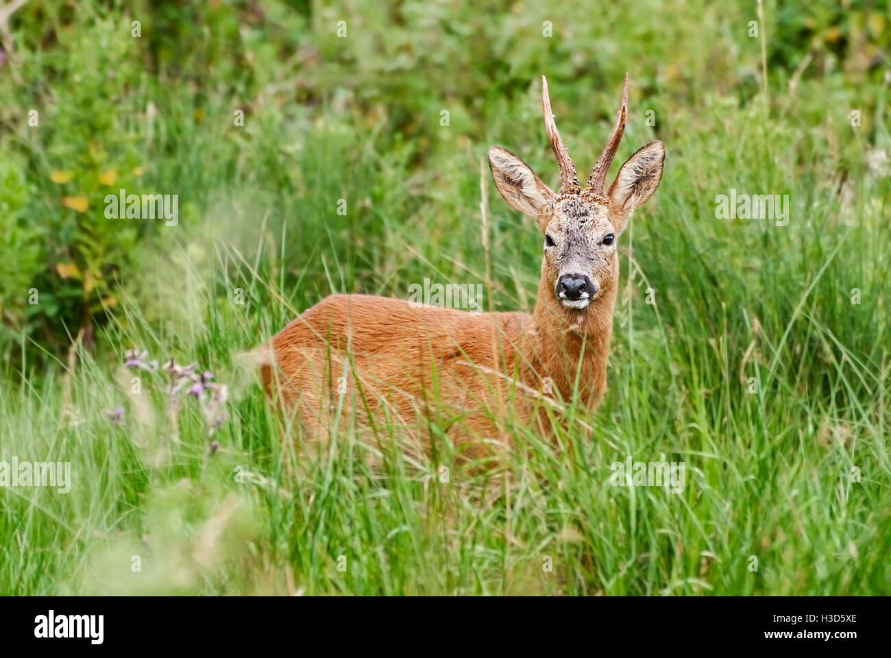 Territorial buck feeding in rough grassland during the Roe deer annual ...