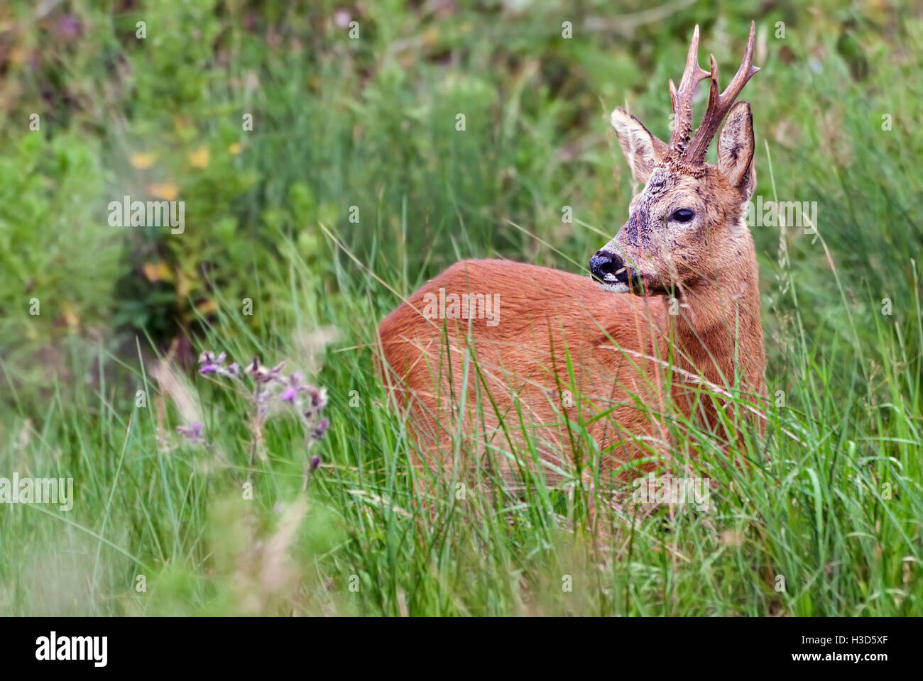 Territorial buck feeding in rough grassland during the Roe deer annual ...