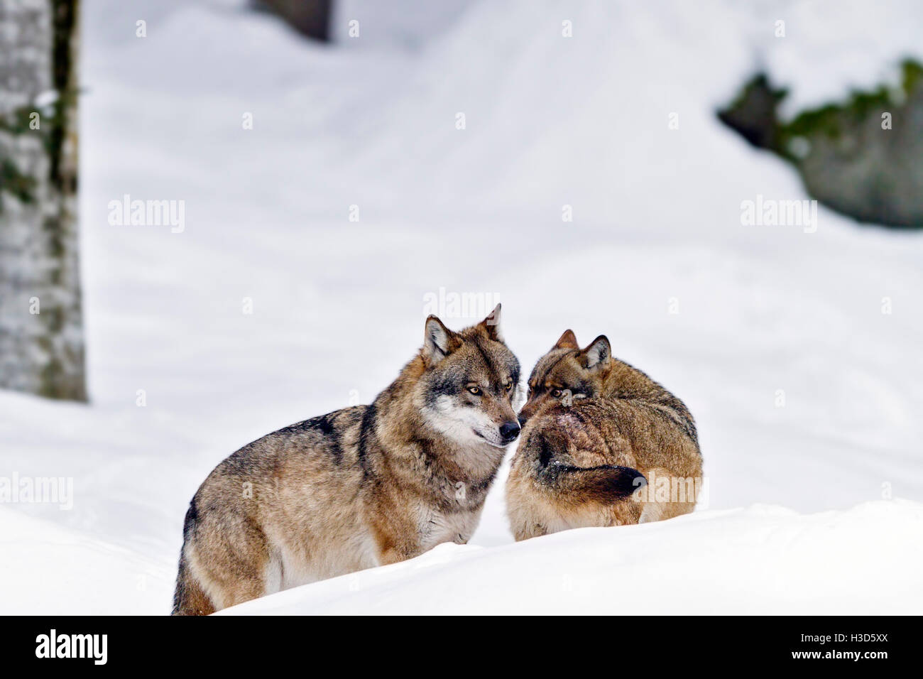Grey wolf greeting behaviour in the snow, Bavarian Forest National Park ...