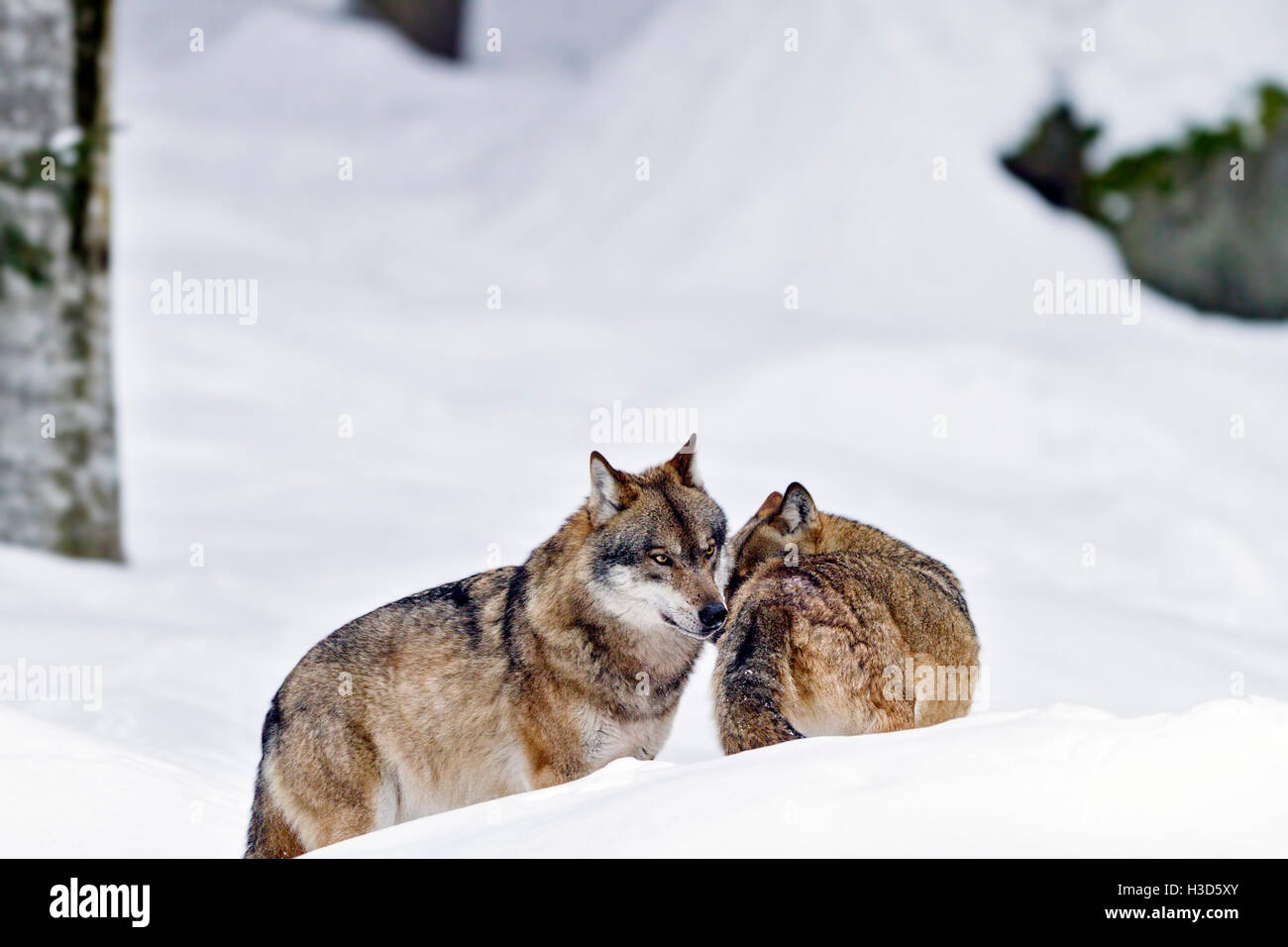 Grey wolf greeting behaviour in the snow, Bavarian Forest National Park ...