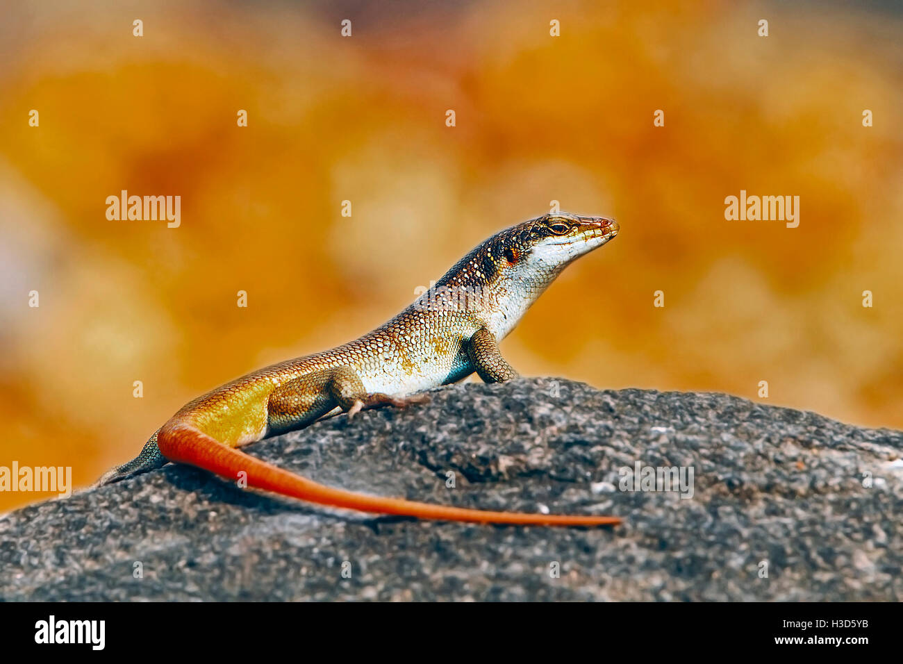 An orange-tailed skink on a rock with a background of orange leaves ...