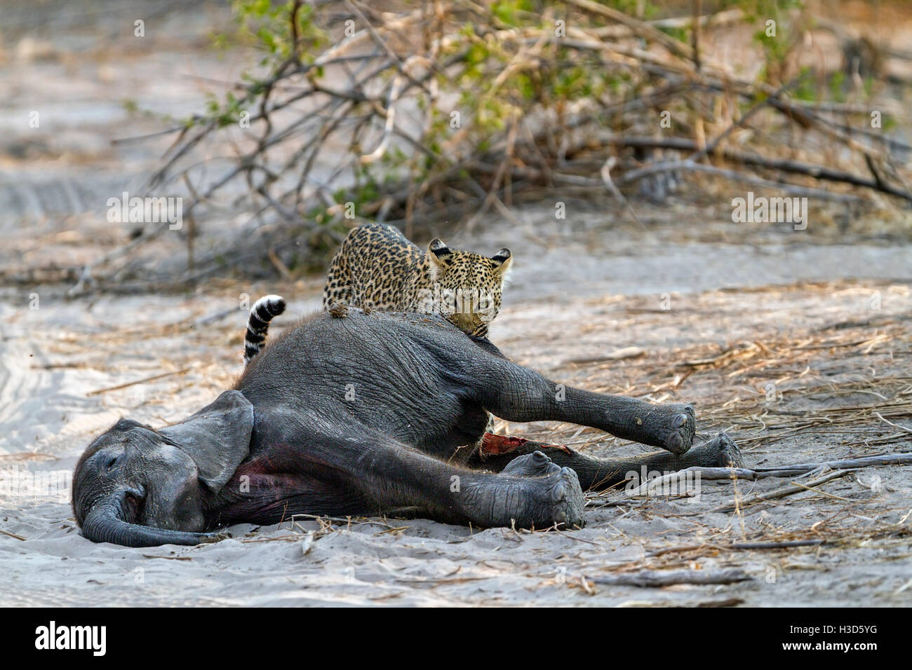 Female African leopard feeding on an African elephant calf, Chobe ...