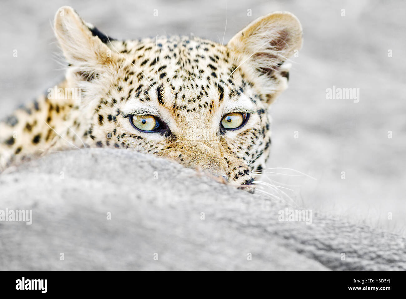 Female African leopard feeding on an African elephant calf, Chobe ...