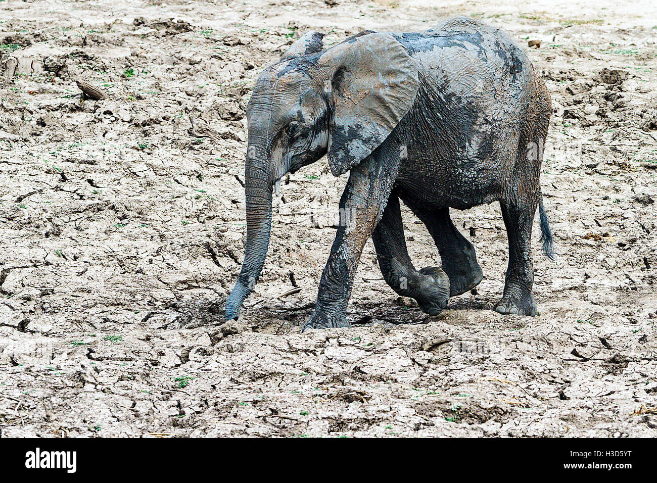 An African Elephant calf walks across drought stricken land, Hwange ...