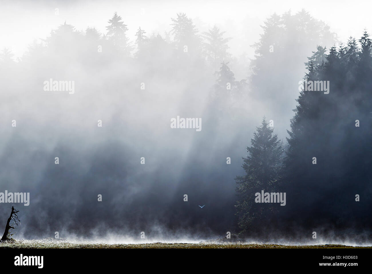 An early morning mist rises from the river and coastal rainforest of ...