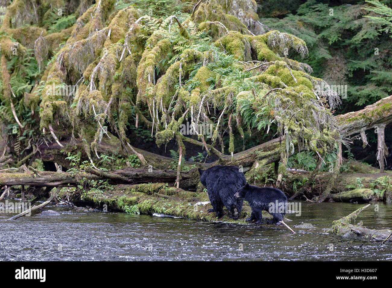 A female Black Bear leads her cub along a river in search of salmon ...