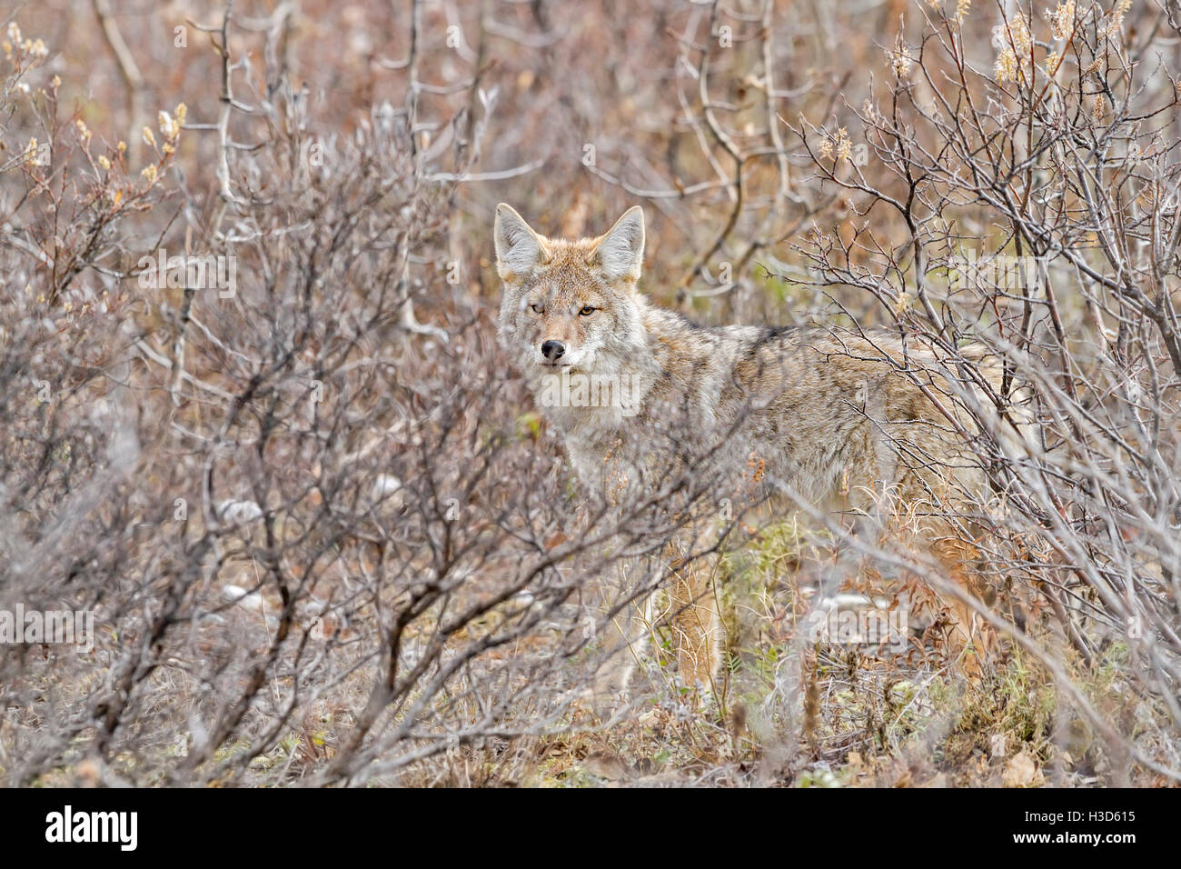 A lone Northern Coyote (Canis latrans incolatus) watches curiously from ...