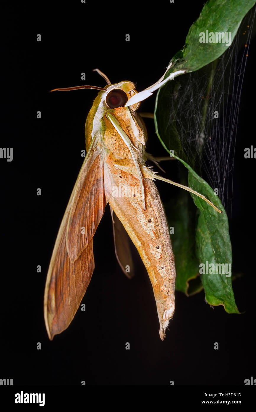 Moth malaysia hi-res stock photography and images - Alamy