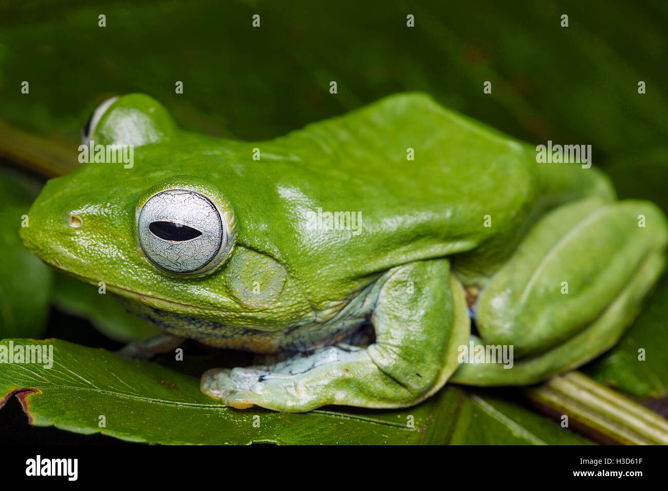 Norhayati's Flying Frog in the tropical rainforest of Malaysia Stock ...