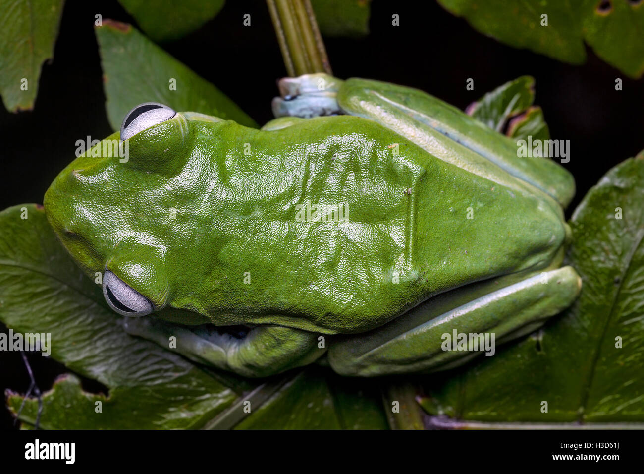 Aerial view of Norhayati's Flying Frog in the tropical rainforest of ...