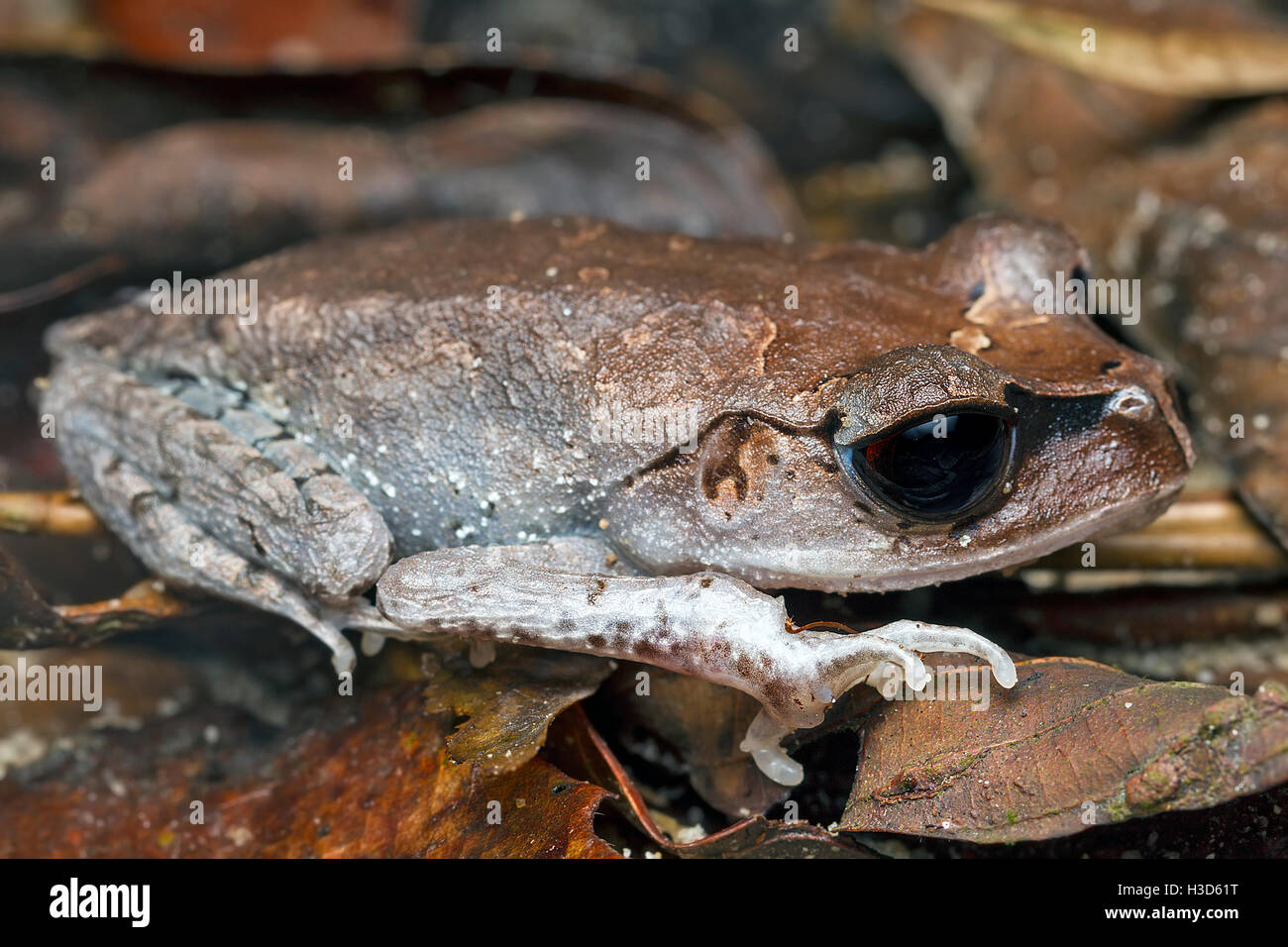 A frog conceals itself amongst the leaf litter of a Malaysian ...