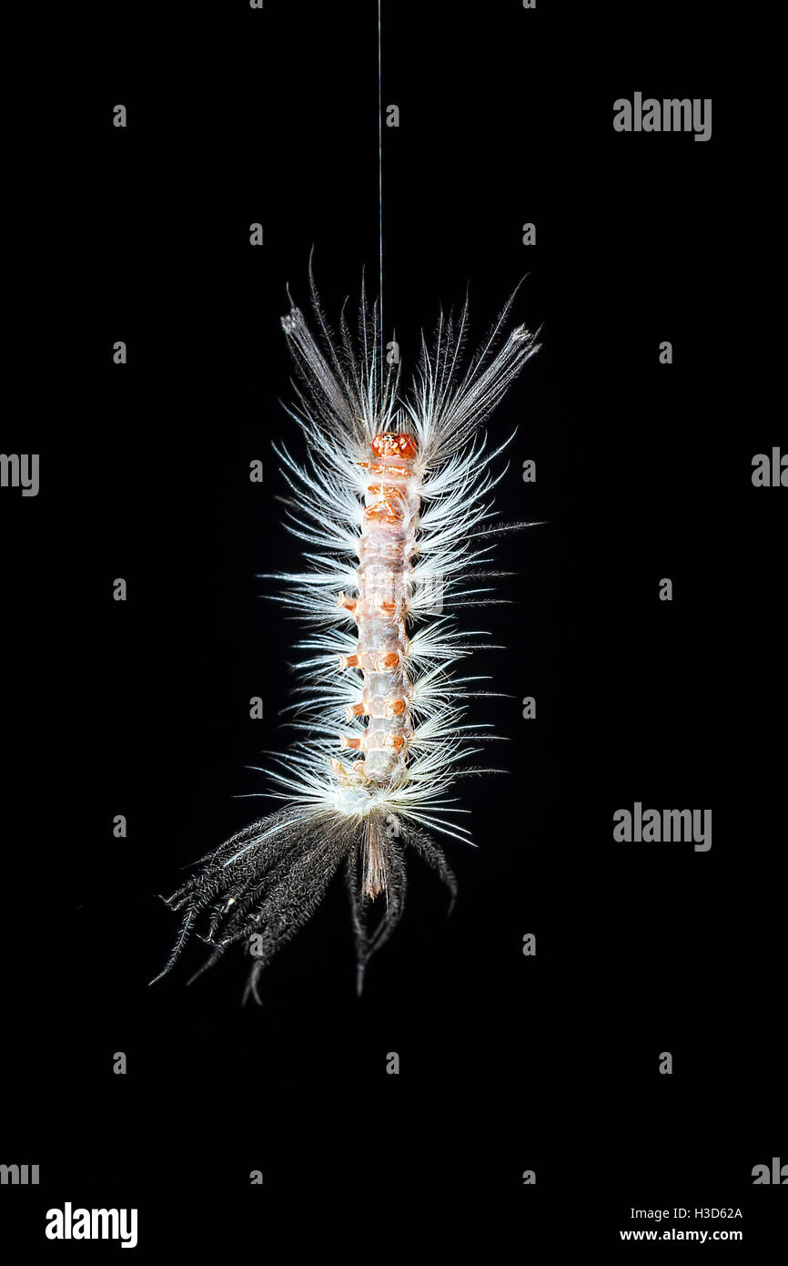 Caterpillar Hanging Thread From Forest High Resolution Stock ...