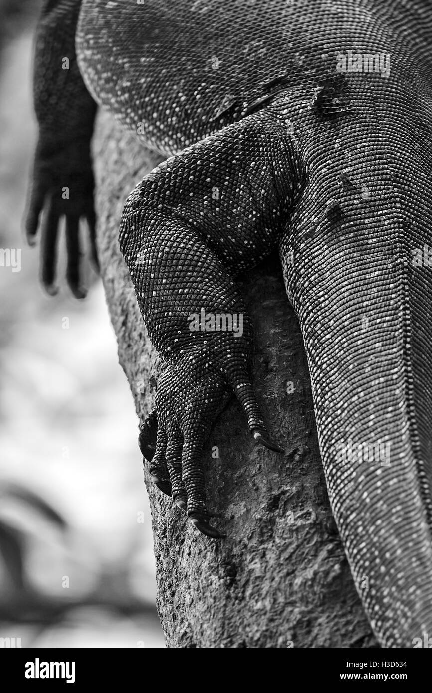 Large feet and claws Black and White Stock Photos & Images - Alamy
