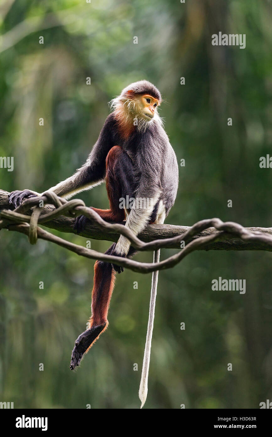 A young Red-shanked douc sits on a bough of a tree, Singapore Zoo Stock ...