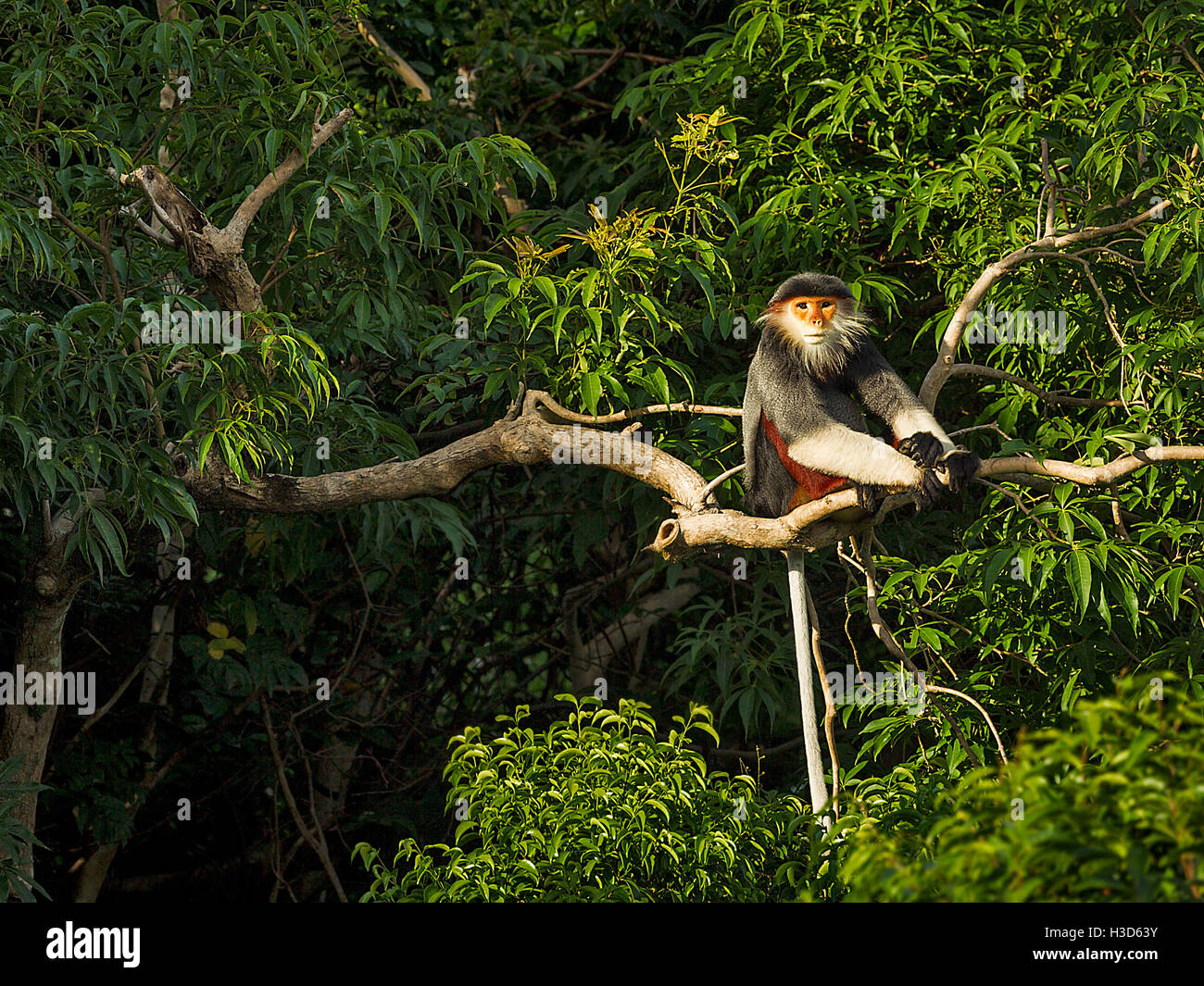 Canopy animals hi-res stock photography and images - Alamy