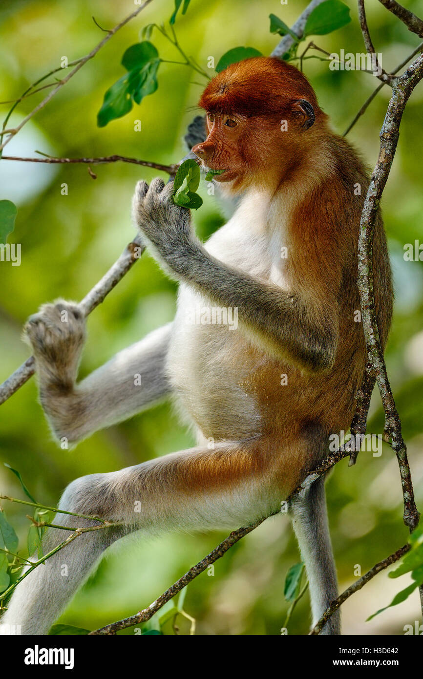 Male proboscis monkey eating leaves hi-res stock photography and images ...