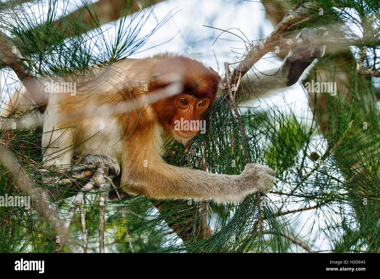 Monkey threat display hi-res stock photography and images - Alamy