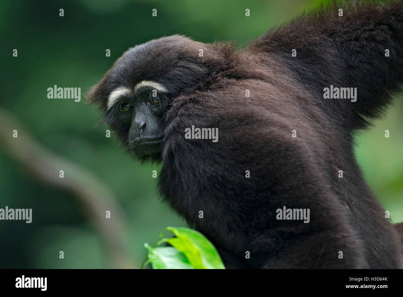 Lone primate hi-res stock photography and images - Alamy