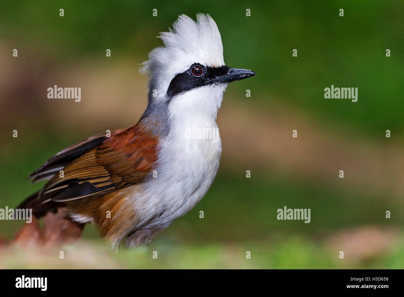 A White-crested laughingthrush (Garrulax leucolophus Stock Photo - Alamy