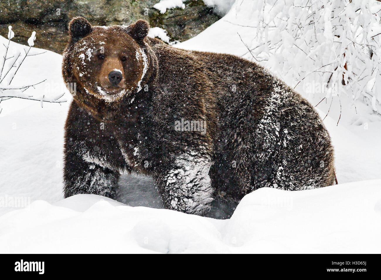A captive Brown bear (Ursus arctos) covered in snow, Bavarian Forest ...