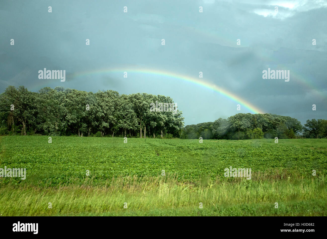 Rainbow over green field surrounded by a forest of trees. Clitherall ...