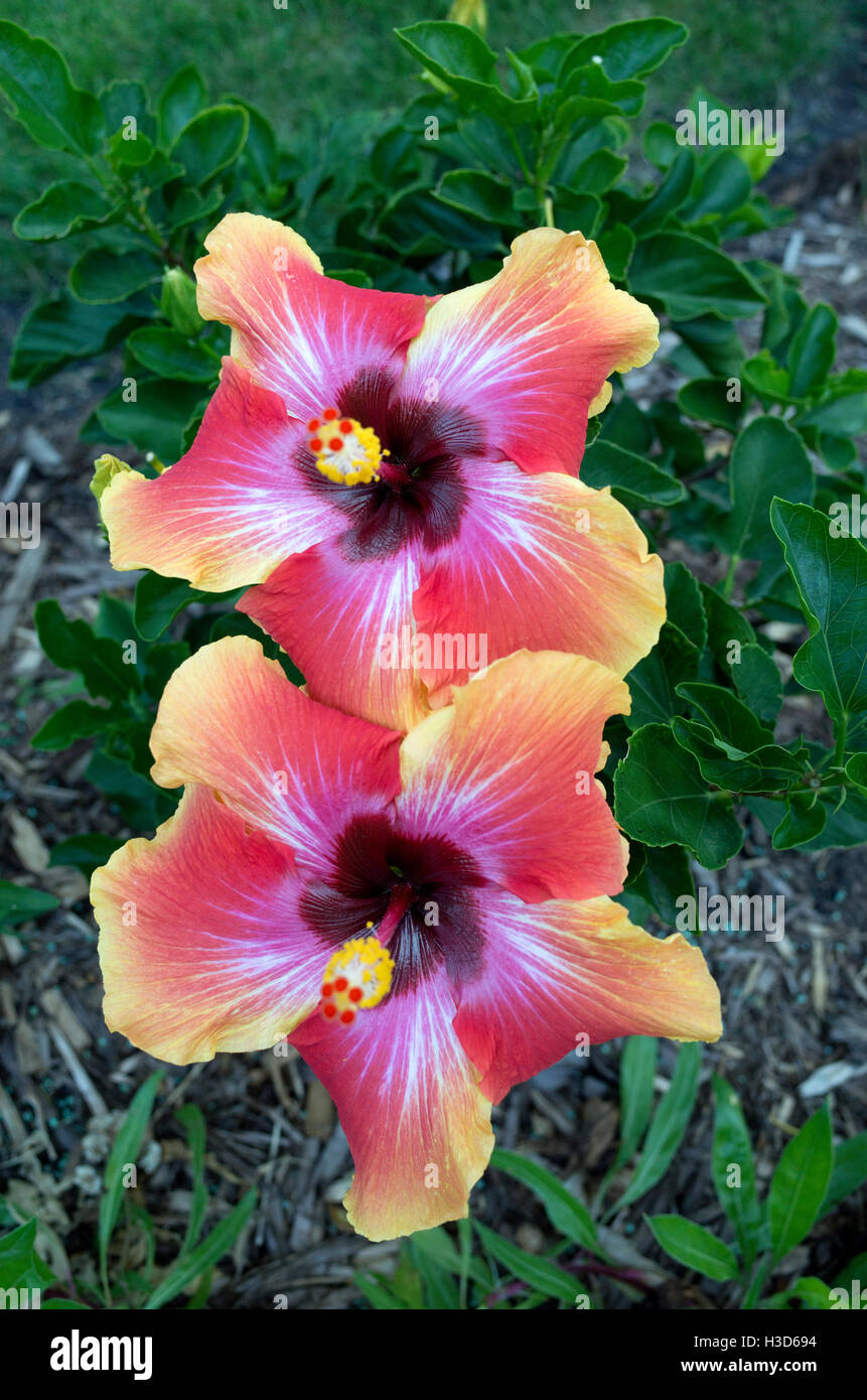 Pair of red and yellow flowers growing in garden. St Paul Minnesota MN ...