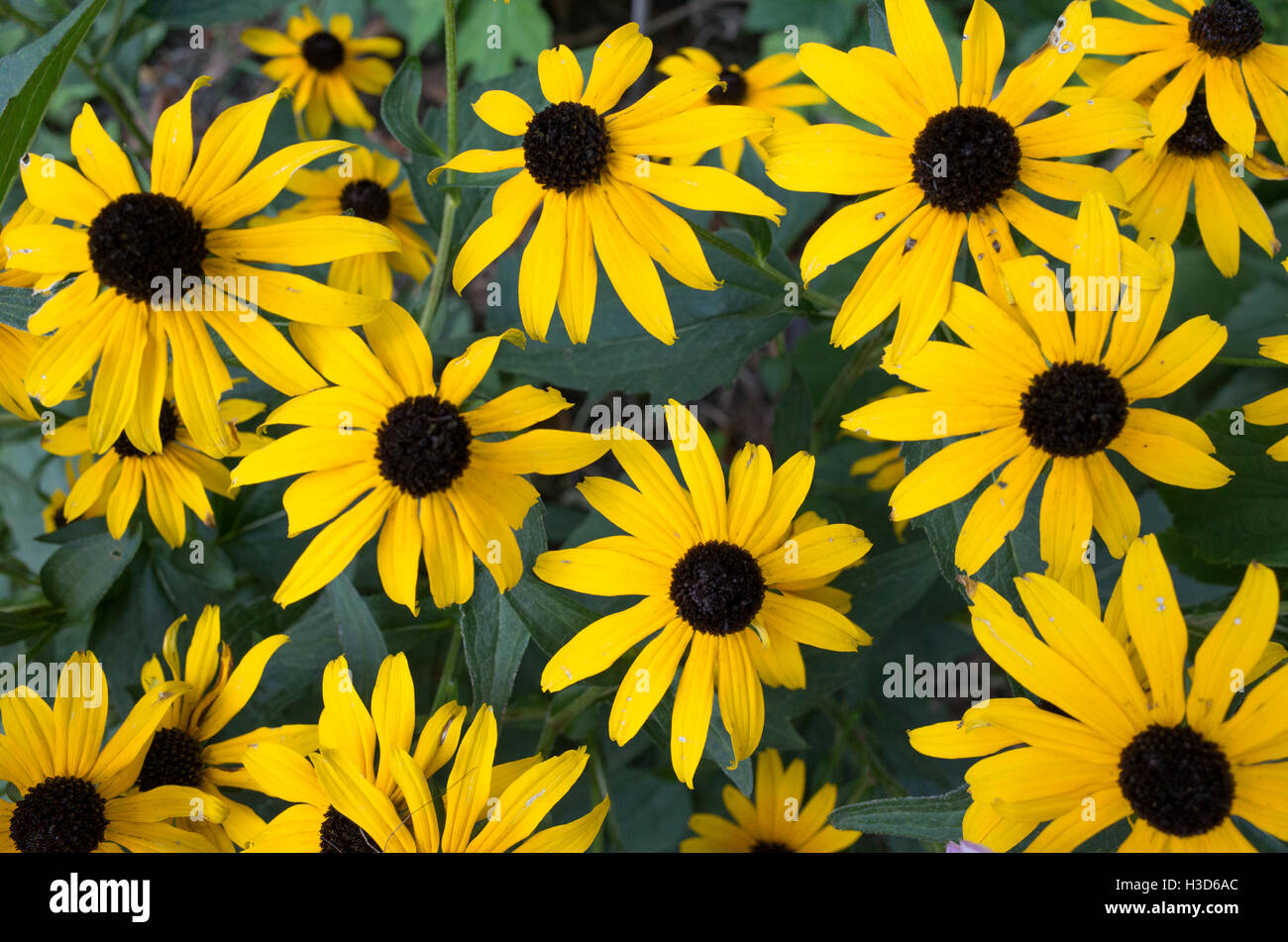 Gardens designs and abstracts hi-res stock photography and images - Alamy