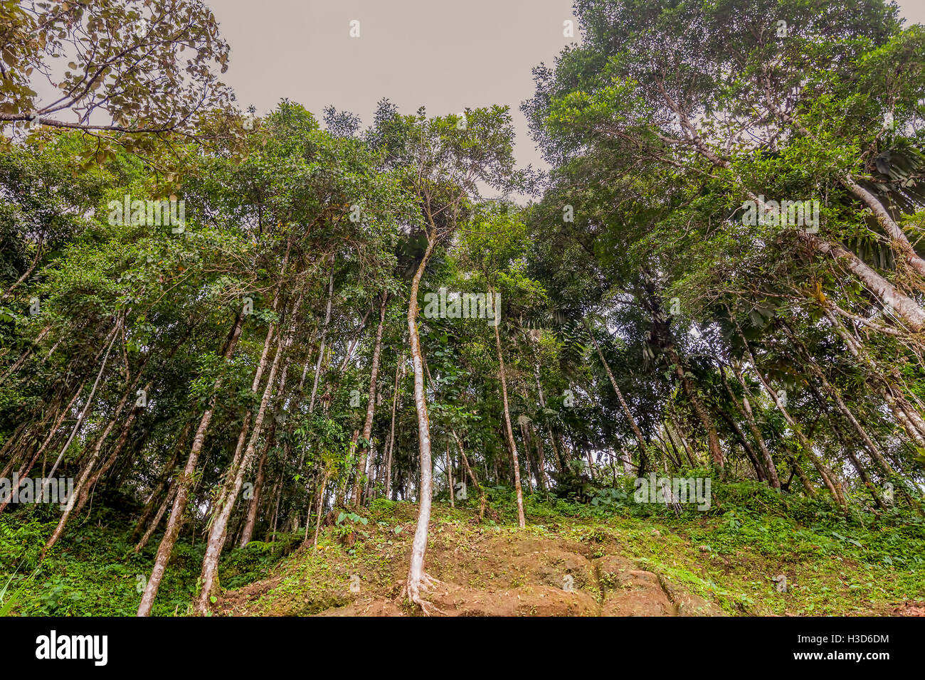 Eucalyptus Tree Against The Blue Sky, Andean Cordillera, Ecuador, South ...
