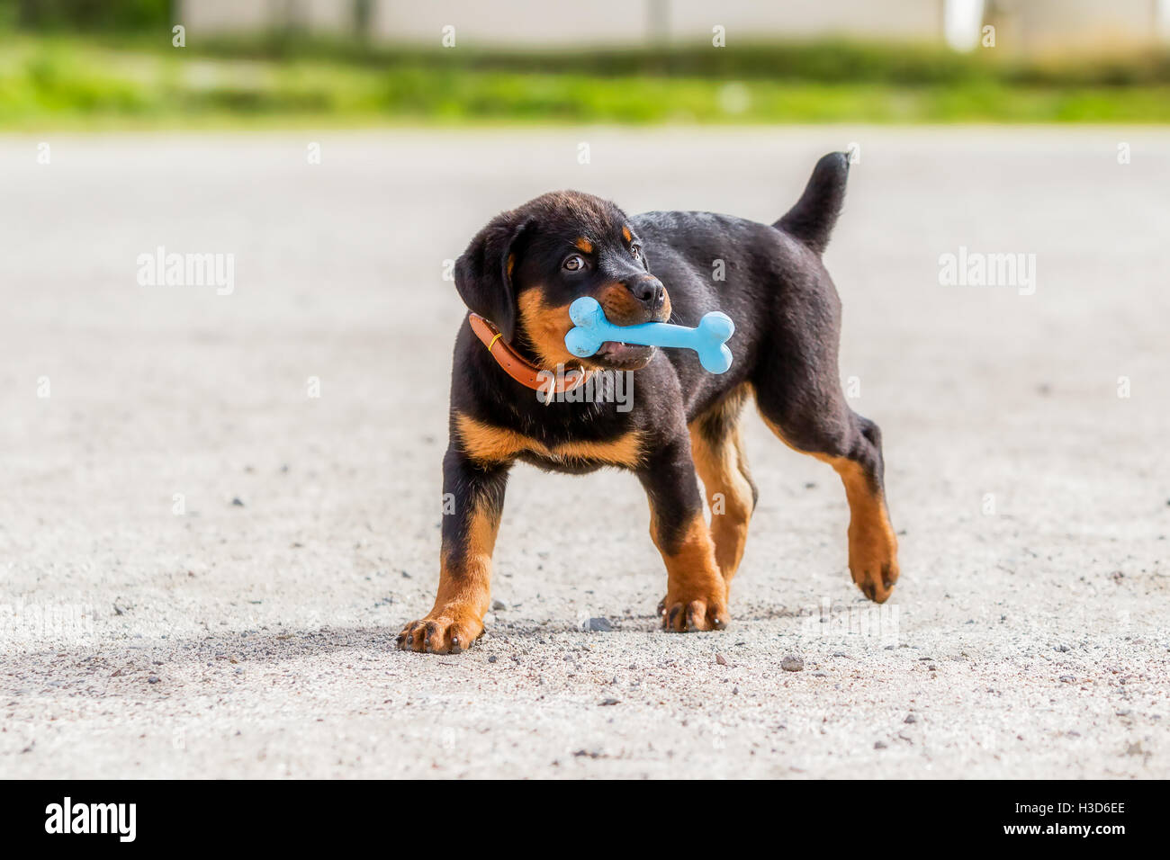 Toy Rottweiler Puppy