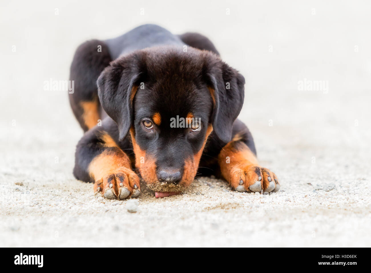 Rottweiler Puppy Two Months Resting On The Beach In Galapagos Island ...