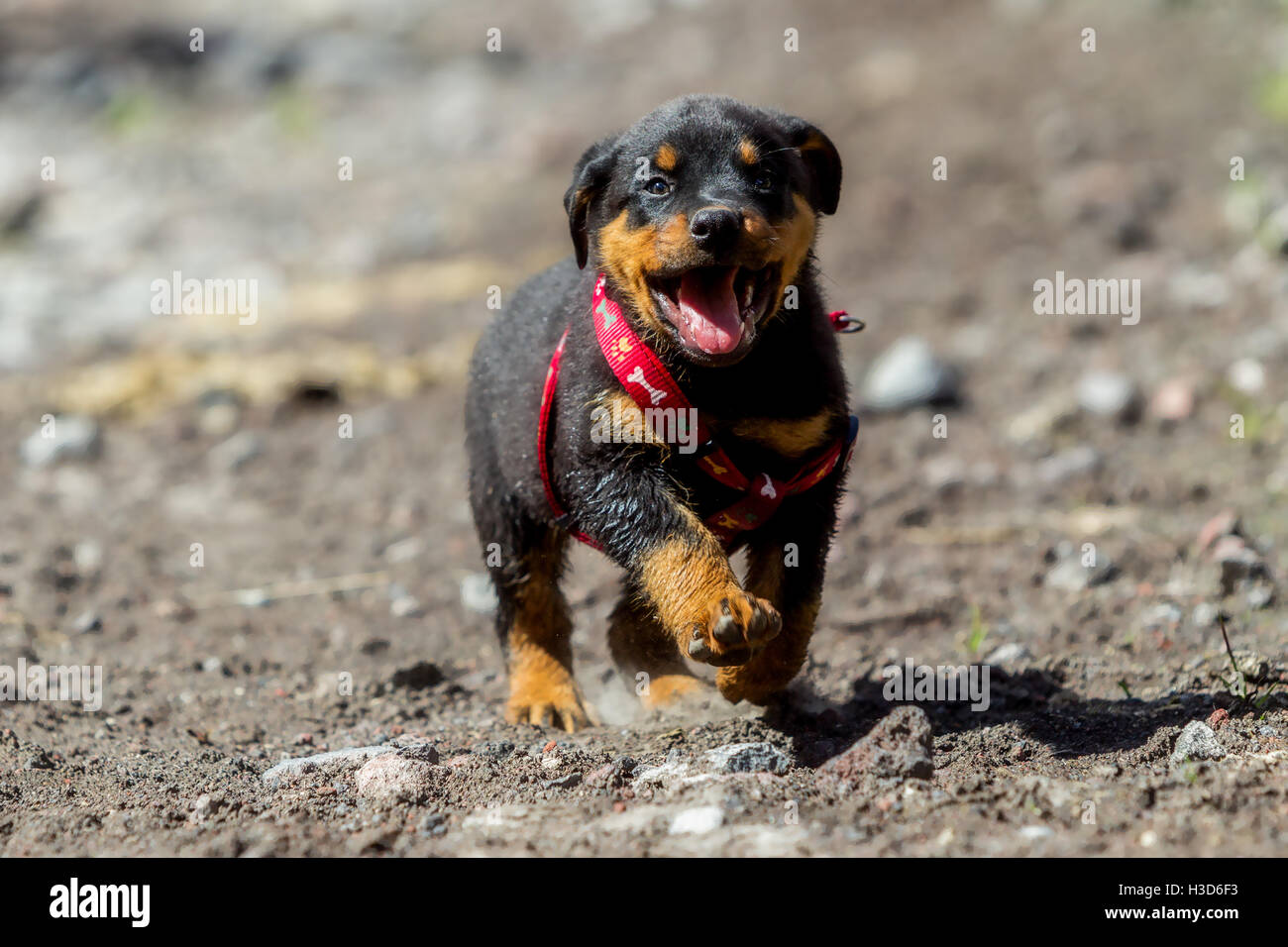 One Month Puppy Rottweiler Running In Nature Stock Photo - Alamy