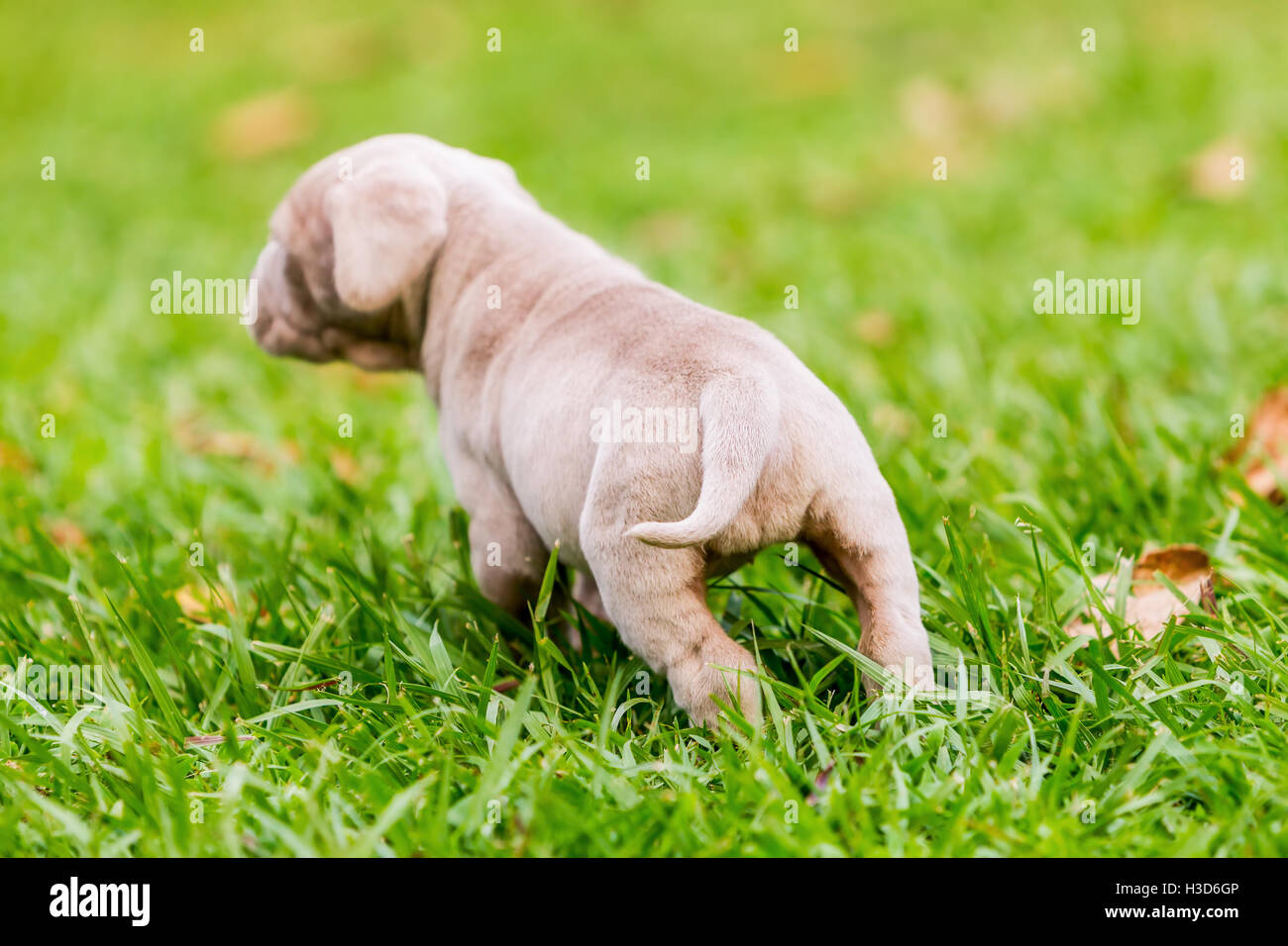 Portrait Of Neapolitan Mastiff Puppy Ass Stock Photo - Alamy