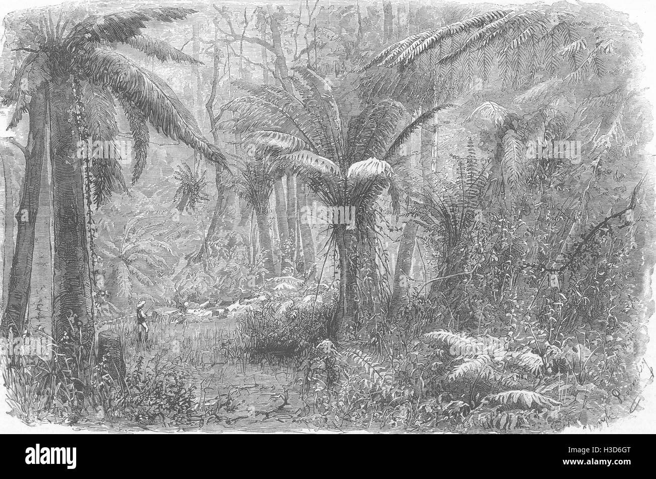 Sassafras victoria hi-res stock photography and images - Alamy