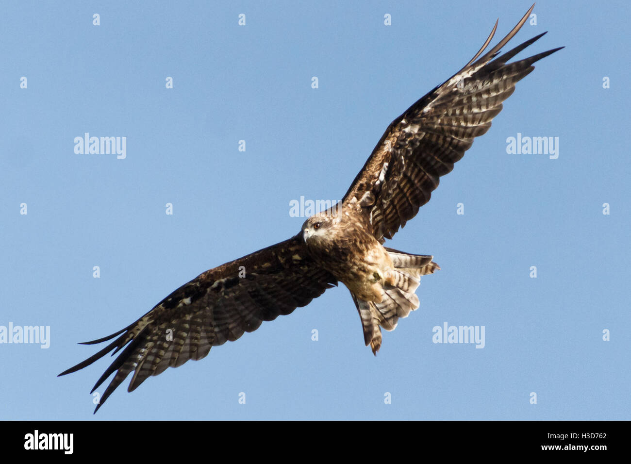 Searching for its prey Stock Photo - Alamy
