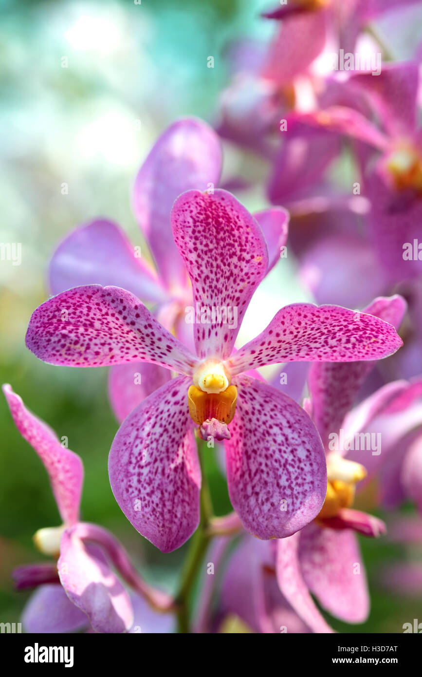 Cluster of pink orchids hi-res stock photography and images - Alamy