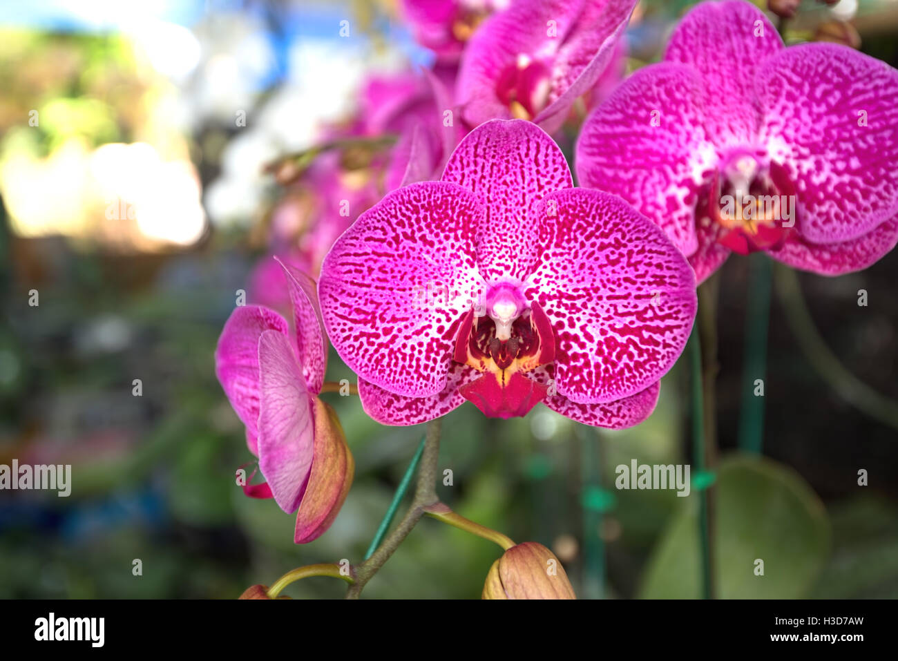 Deep Pink Orchids in Bangkok, Thailand Stock Photo - Alamy