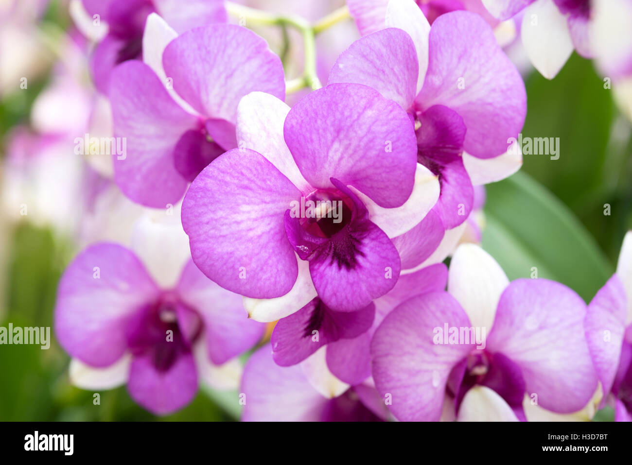 Pink Orchids in Bangkok, Thailand Stock Photo - Alamy