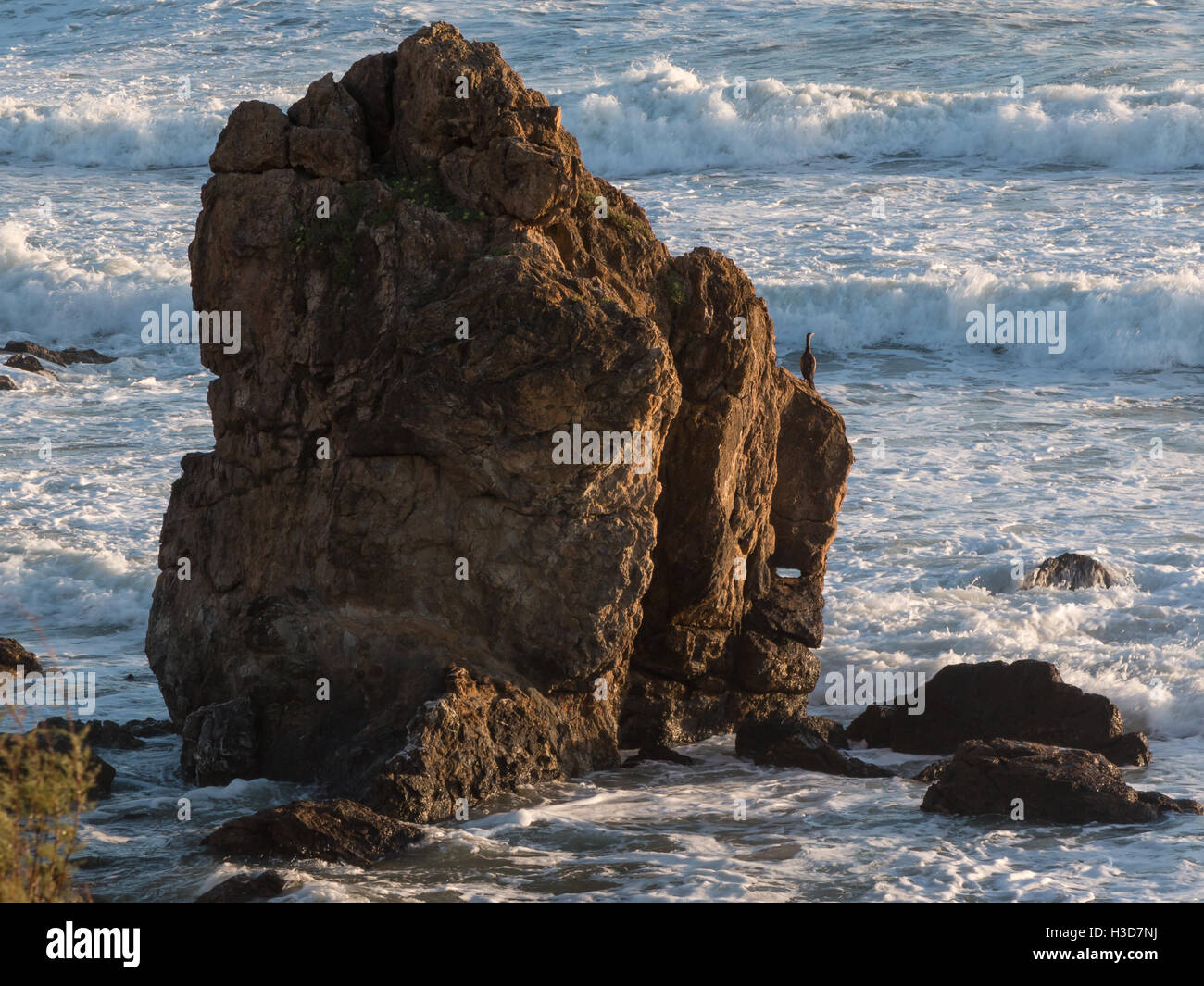 Gray Sea Bird on Cliff in front of Choppy Sea Stock Photo - Alamy